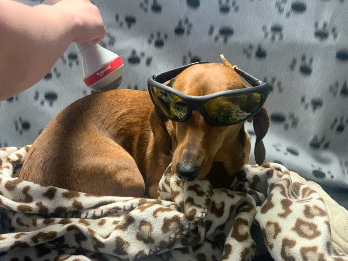 Companion Animal Laser Therapy - Vet in Federal Way | Twin Lakes ...