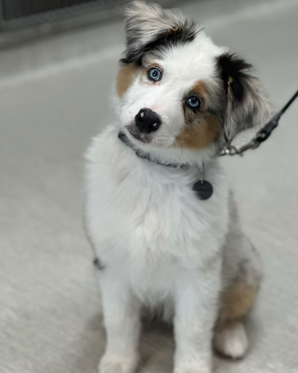 Veterinarian in Federal Way | Vet Near You | Twin Lakes Veterinary Hospital